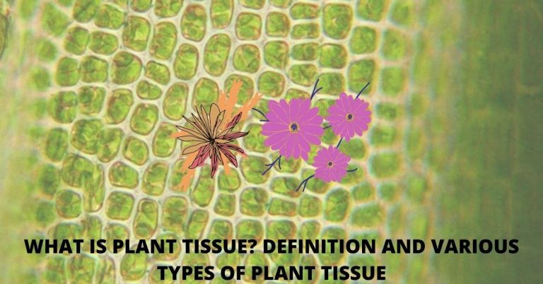 What is plant tissue? Definition and various types of plant tissue ...