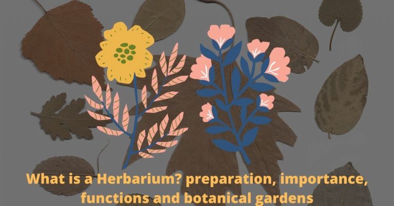 What is a Herbarium? preparation, importance, functions and botanical ...