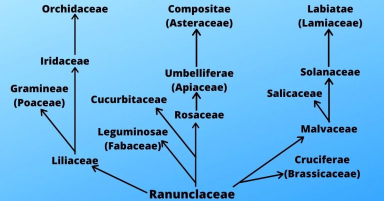 Evolution of Angiosperm - sciencendtech