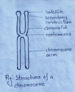 All about Chromosome morphology - sciencendtech