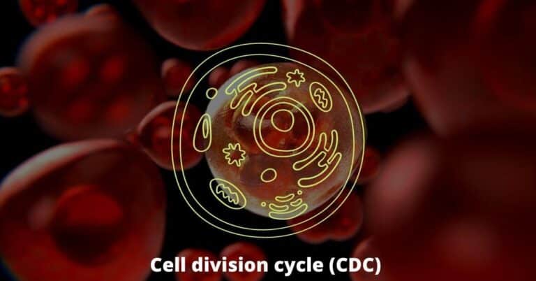 Cell division cycle (CDC) - sciencendtech