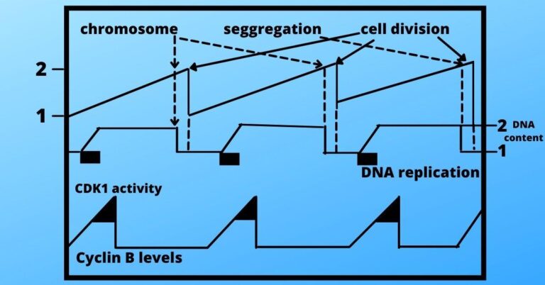Cell division cycle (CDC) - sciencendtech