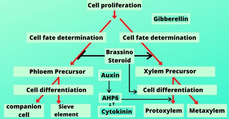 What is Totipotency? Things you need to know - sciencendtech