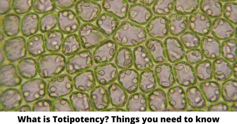 What is Totipotency? Things you need to know - sciencendtech
