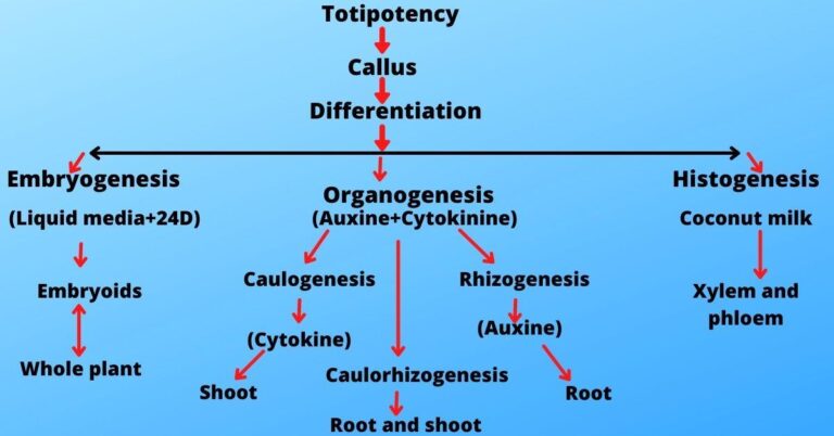 What is Totipotency? Things you need to know - sciencendtech