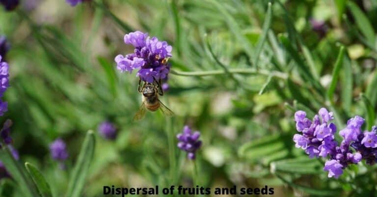 Dispersal of fruits and seeds - sciencendtech