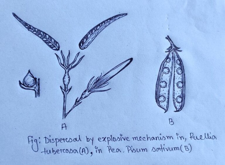 Dispersal of fruits and seeds - sciencendtech