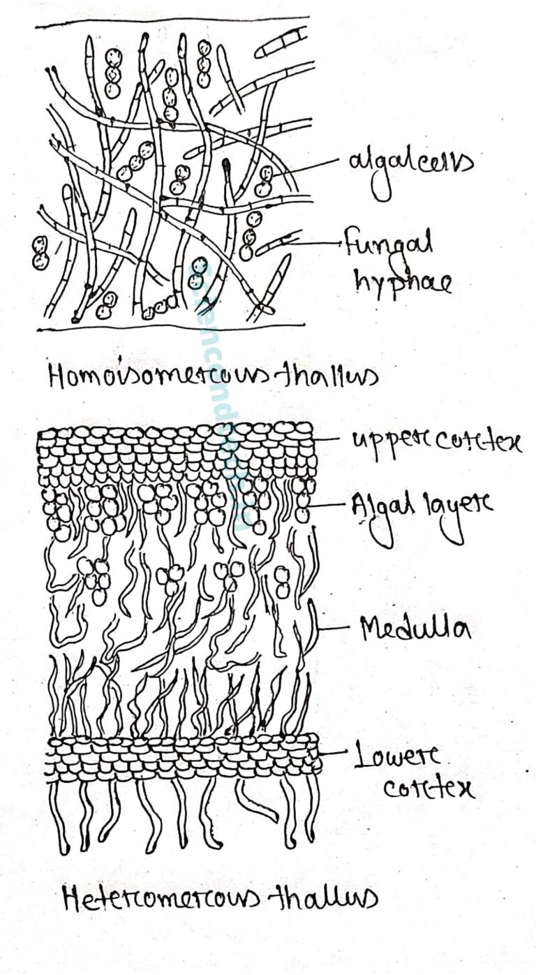 Lichens - sciencendtech