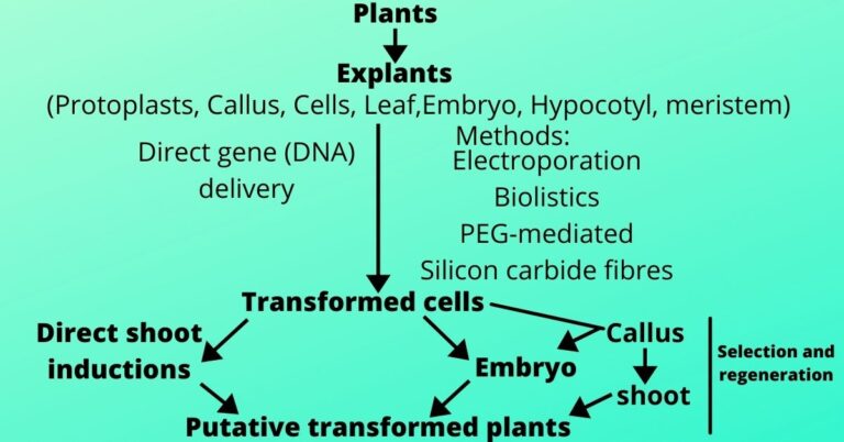 What are the Transgenic Plants? - sciencendtech