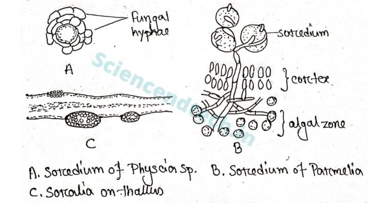 Lichens - sciencendtech