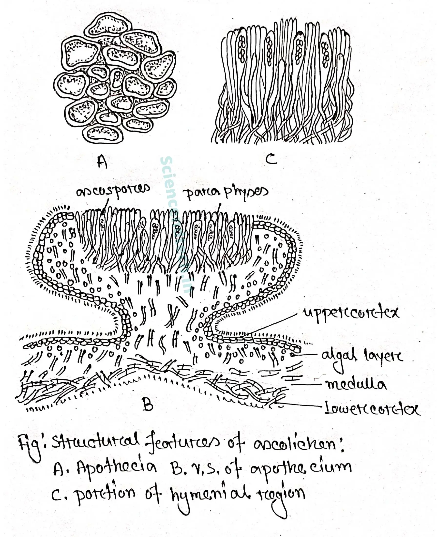 Lichen Diagram
