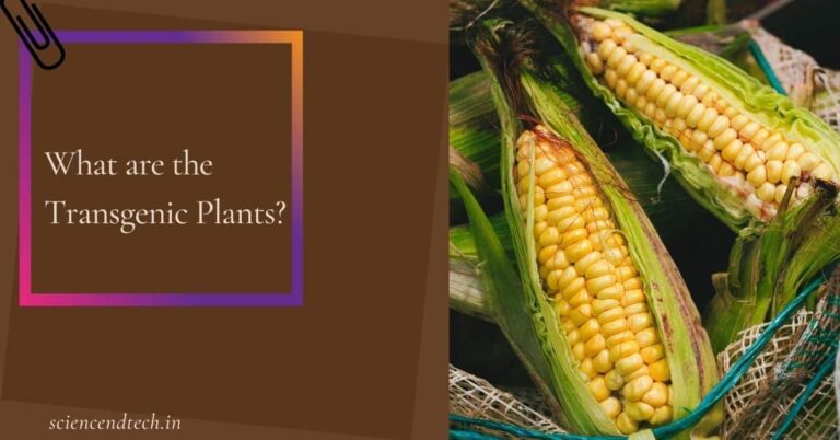 What are the Transgenic Plants? - sciencendtech
